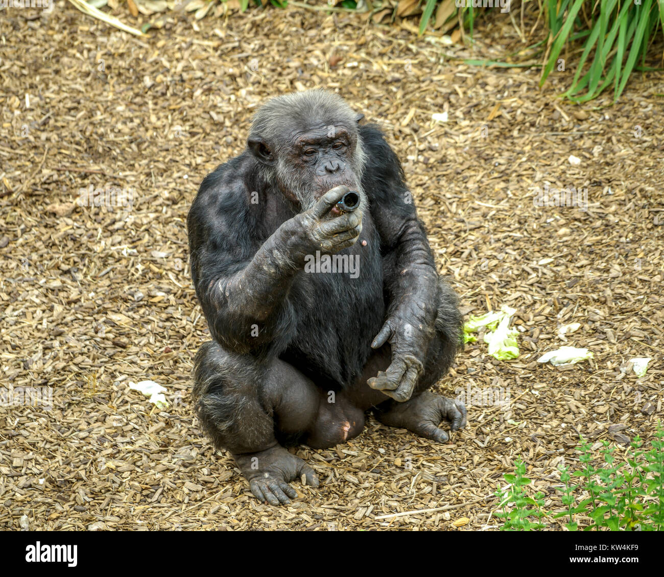 Chimpanzees in Monarto Zoo, Australia, SA Stock Photo - Alamy