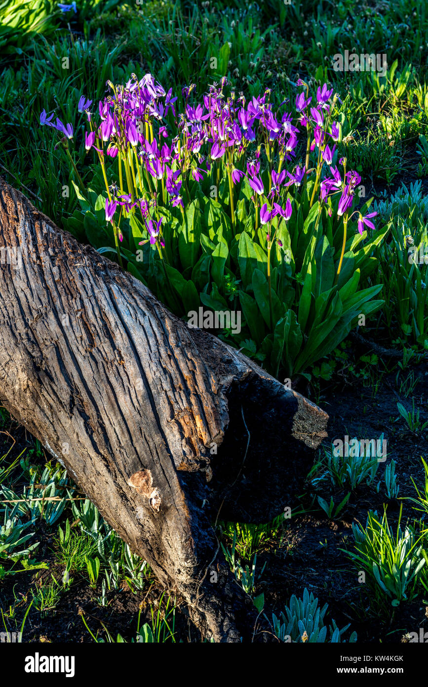 Old rotting wood log with purple wild flowers Stock Photo - Alamy