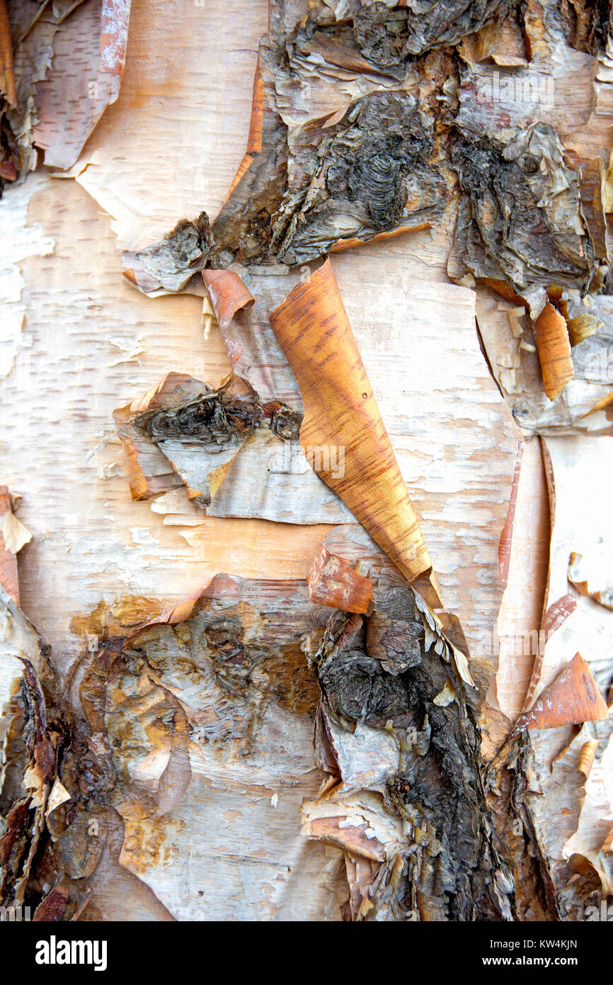 closeup of peeling bark on birch tree Stock Photo - Alamy