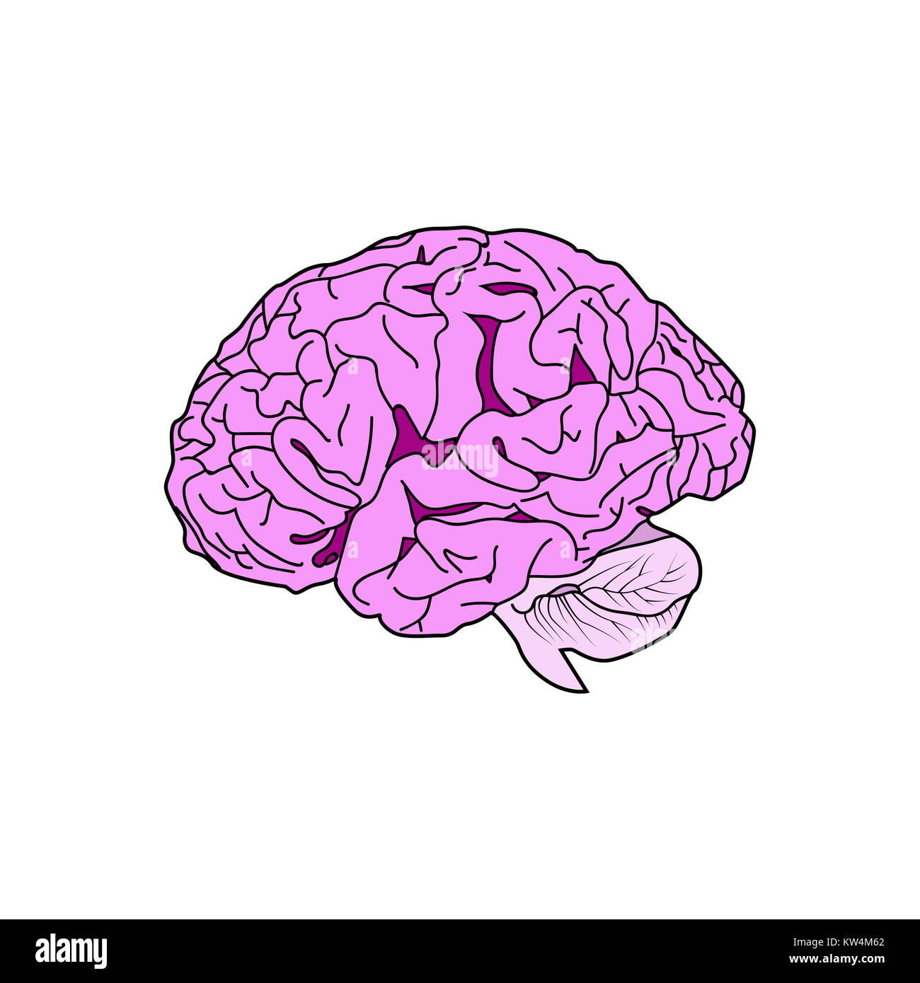 Detailed Human Brain ,vector Stock Photo - Alamy