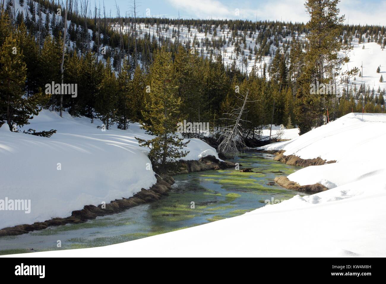 Rush springs hi-res stock photography and images - Alamy