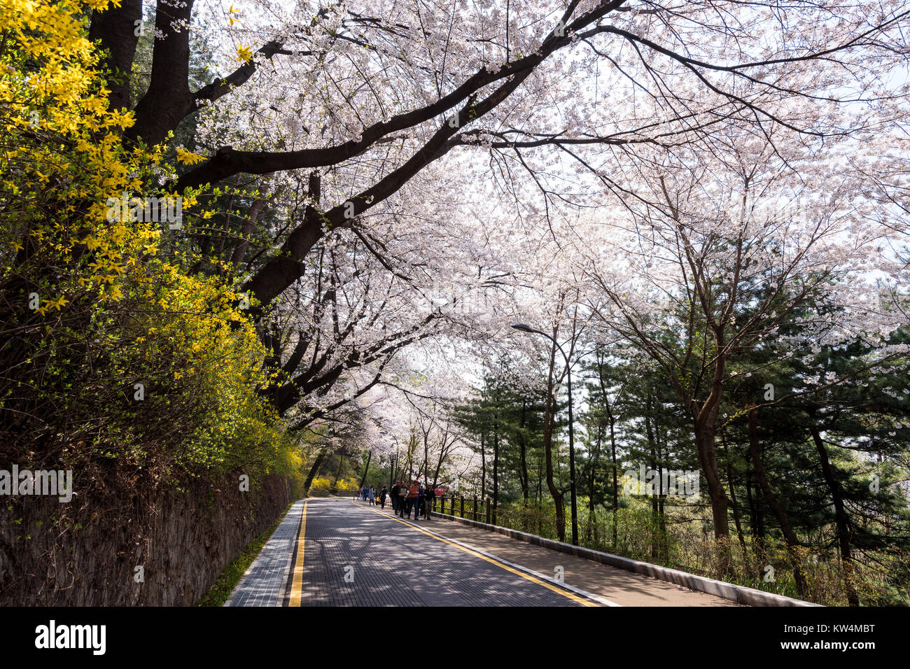 Spring in Namsan park, People enjoying Cherry Blossom Stock Photo - Alamy