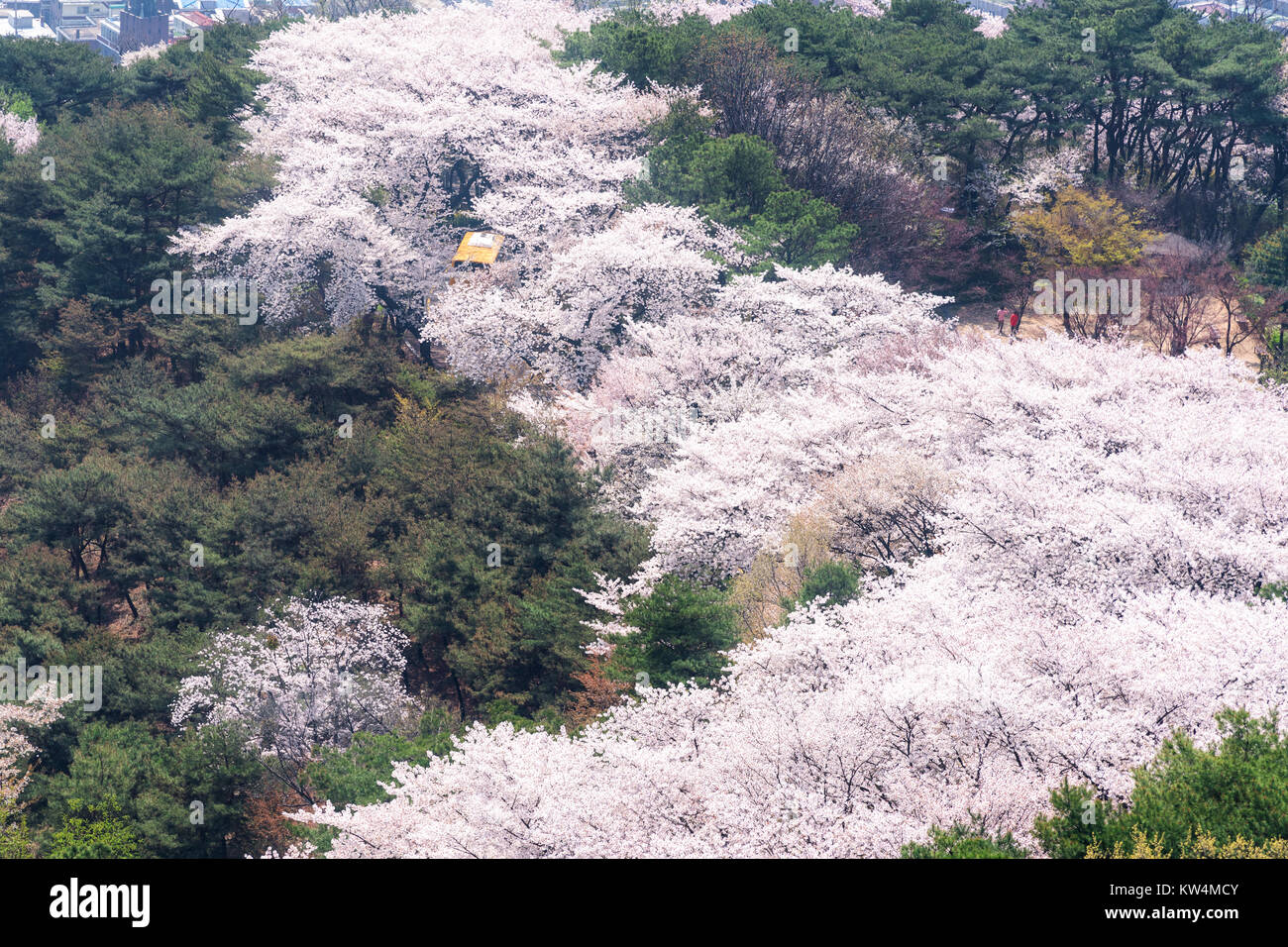 Cherry Blossom in Namsan park Stock Photo - Alamy