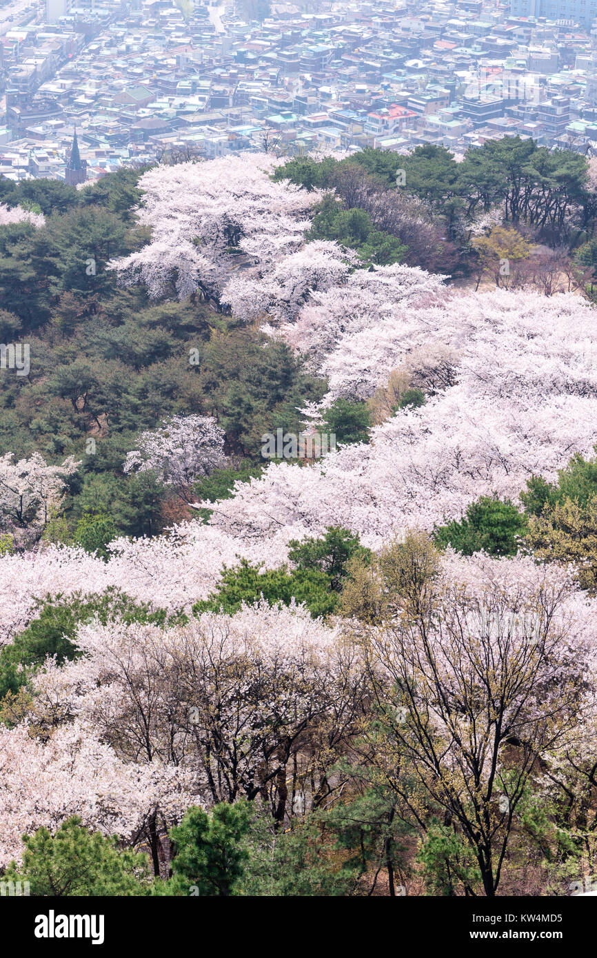 Cherry Blossom in Namsan park Stock Photo - Alamy