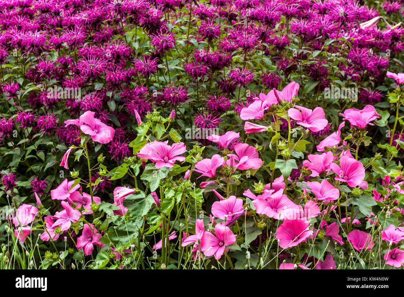 Lavatera trimestris bed hi-res stock photography and images - Alamy