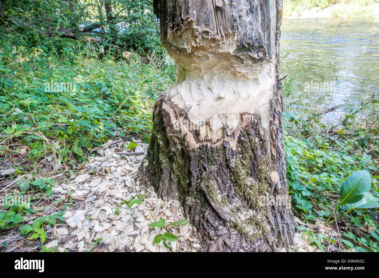 European beaver damaged tree trunk, river Thayatal National Park ...