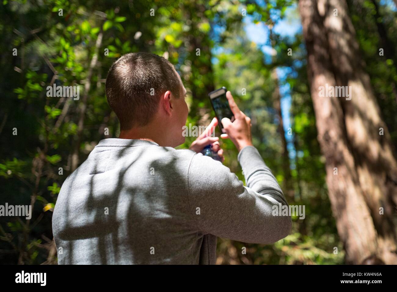 A man uses his cellphone to take a photograph of the forest at Muir ...