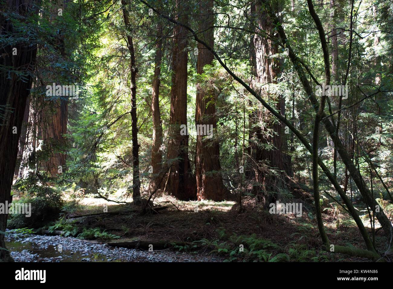 Water flows between trees in the forests of the Muir Woods National ...
