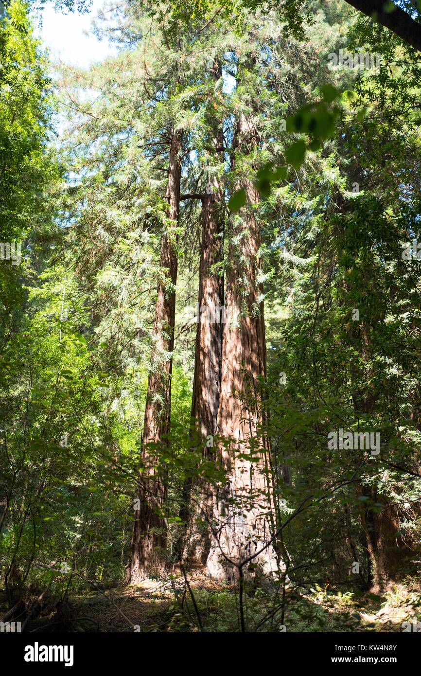 A small grouping of old-growth trees is lit by the sun at Muir Woods ...