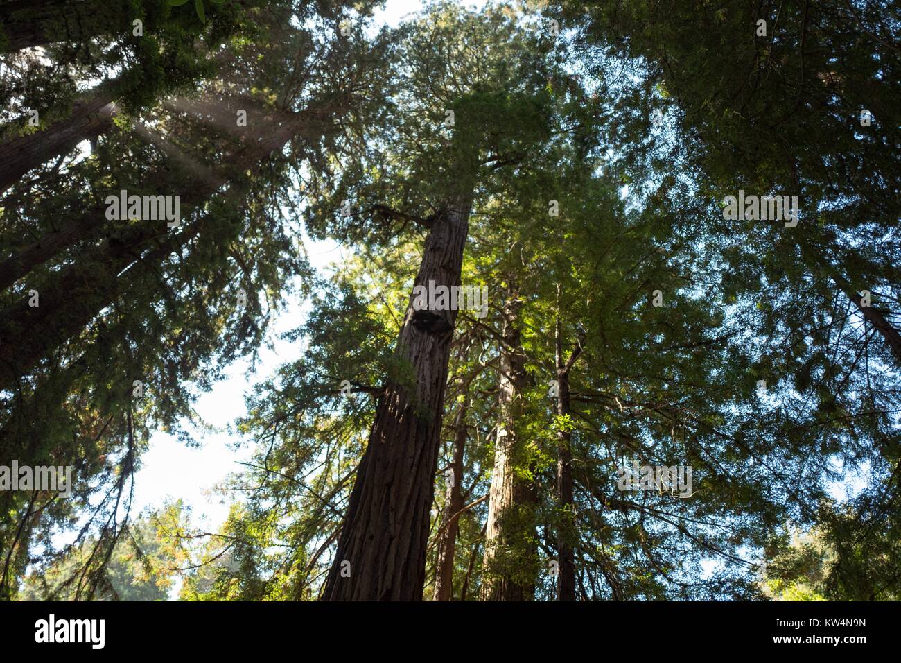 Canopy redwood trees muir woods hi-res stock photography and images - Alamy