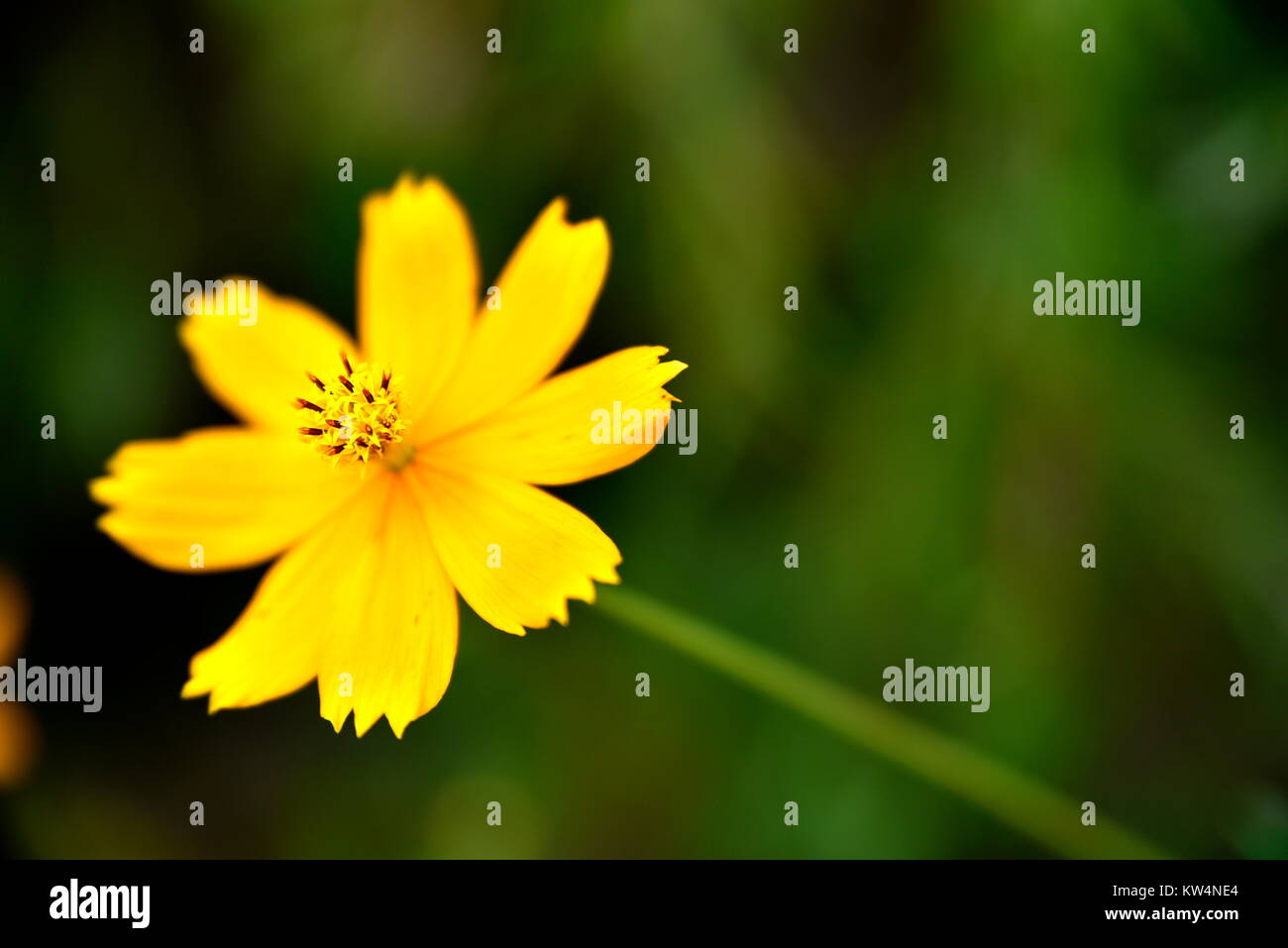 Close up yellow flower in the Garden Stock Photo - Alamy