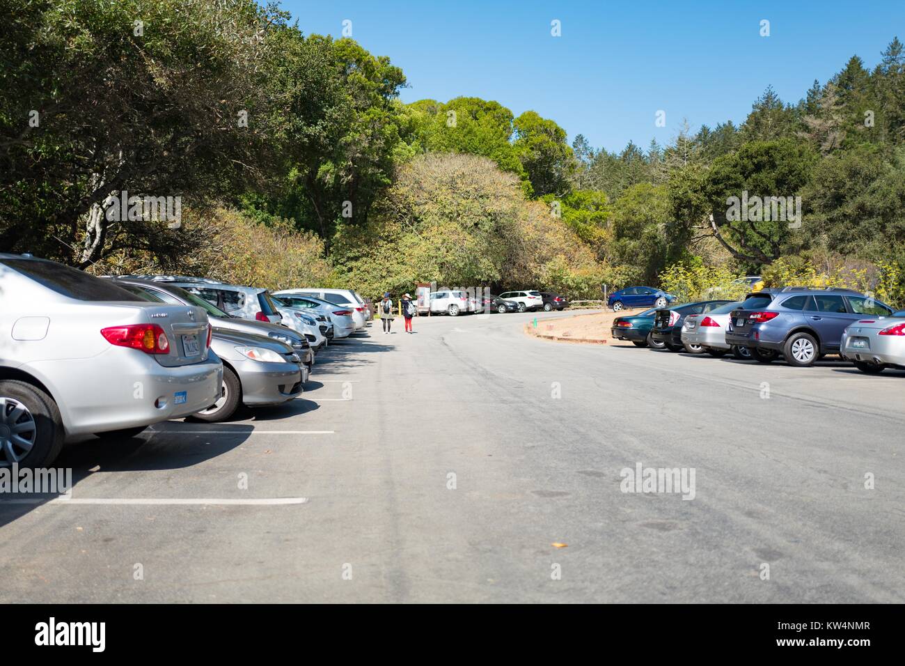 Cars are parked along both sides of the Muir Woods National Monument ...