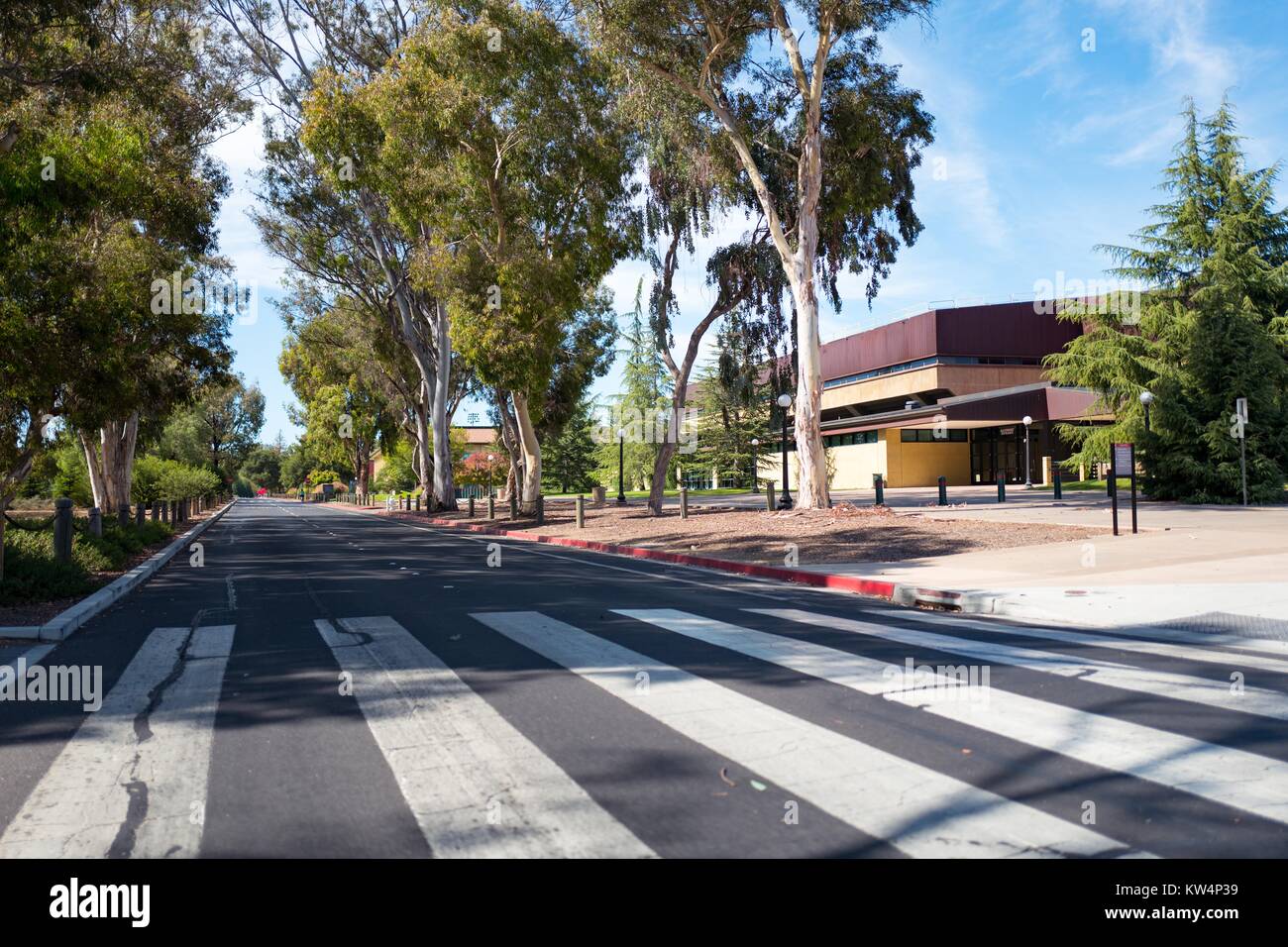 A crosswalk cuts across a tree-lined street near several campus ...