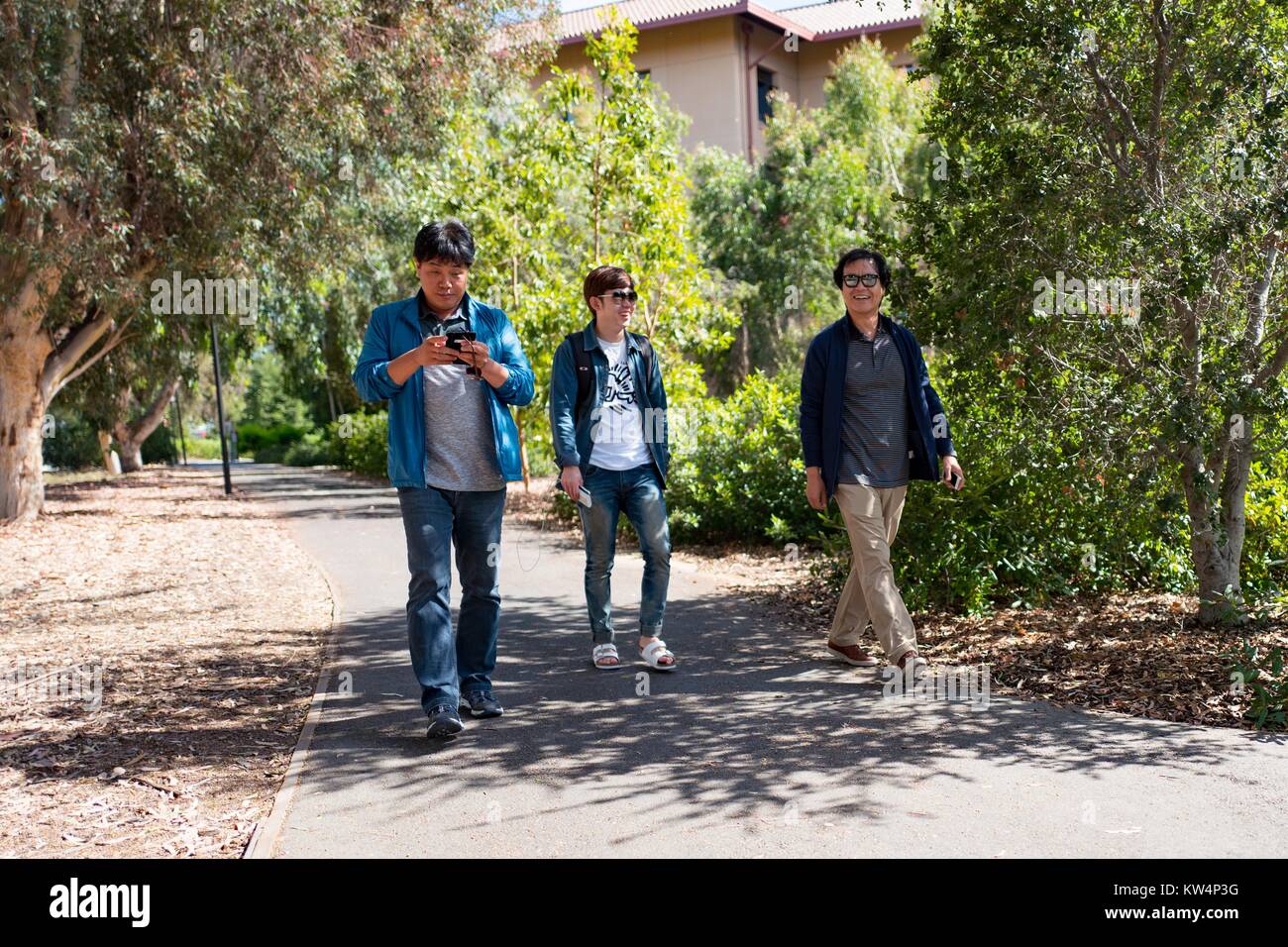 Three young men walk along a tree-lined path, Stanford University ...