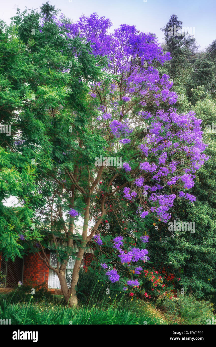 Jacaranda trees hi-res stock photography and images - Alamy