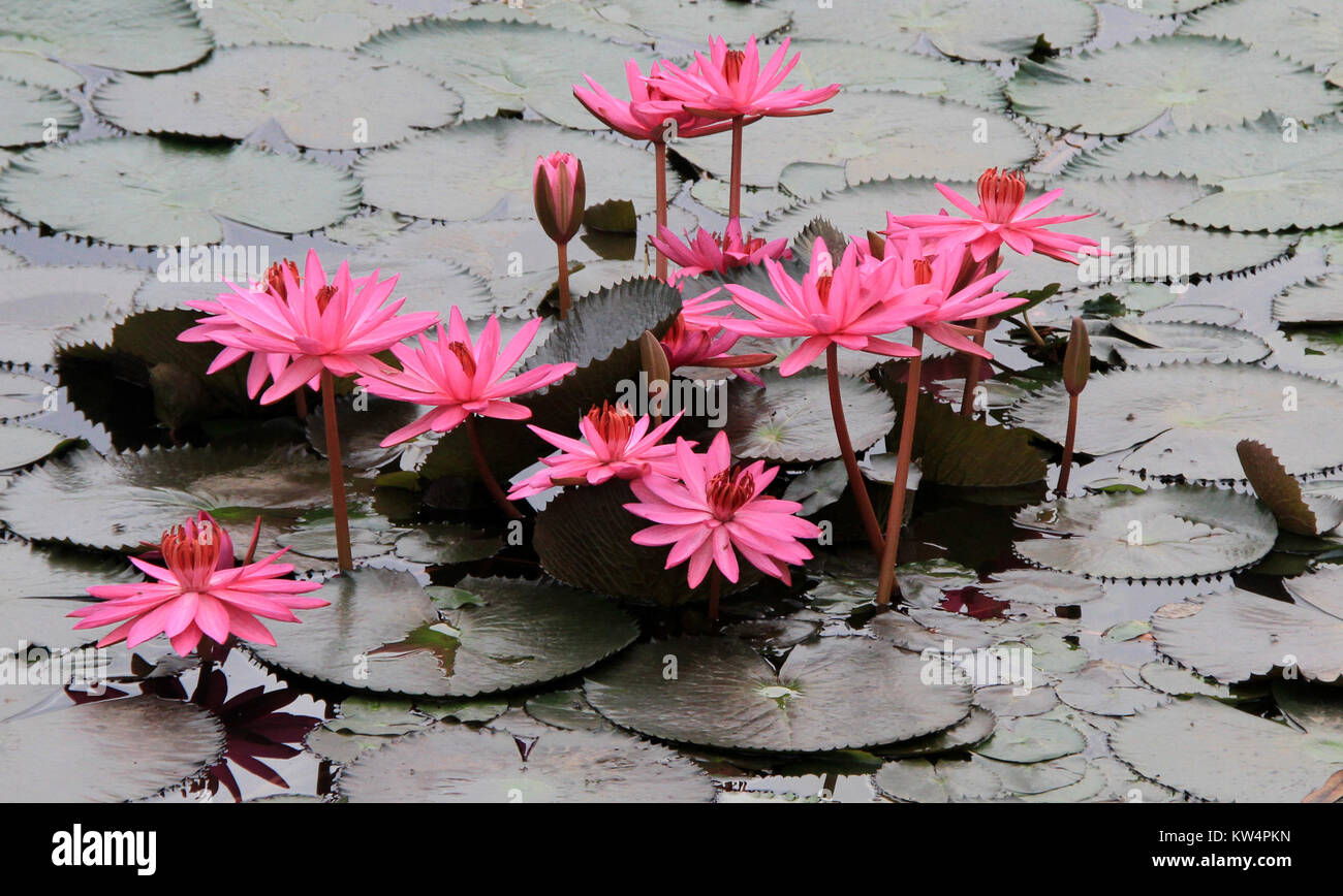 Pink lotuses on the river Kwai, Thailand Stock Photo - Alamy