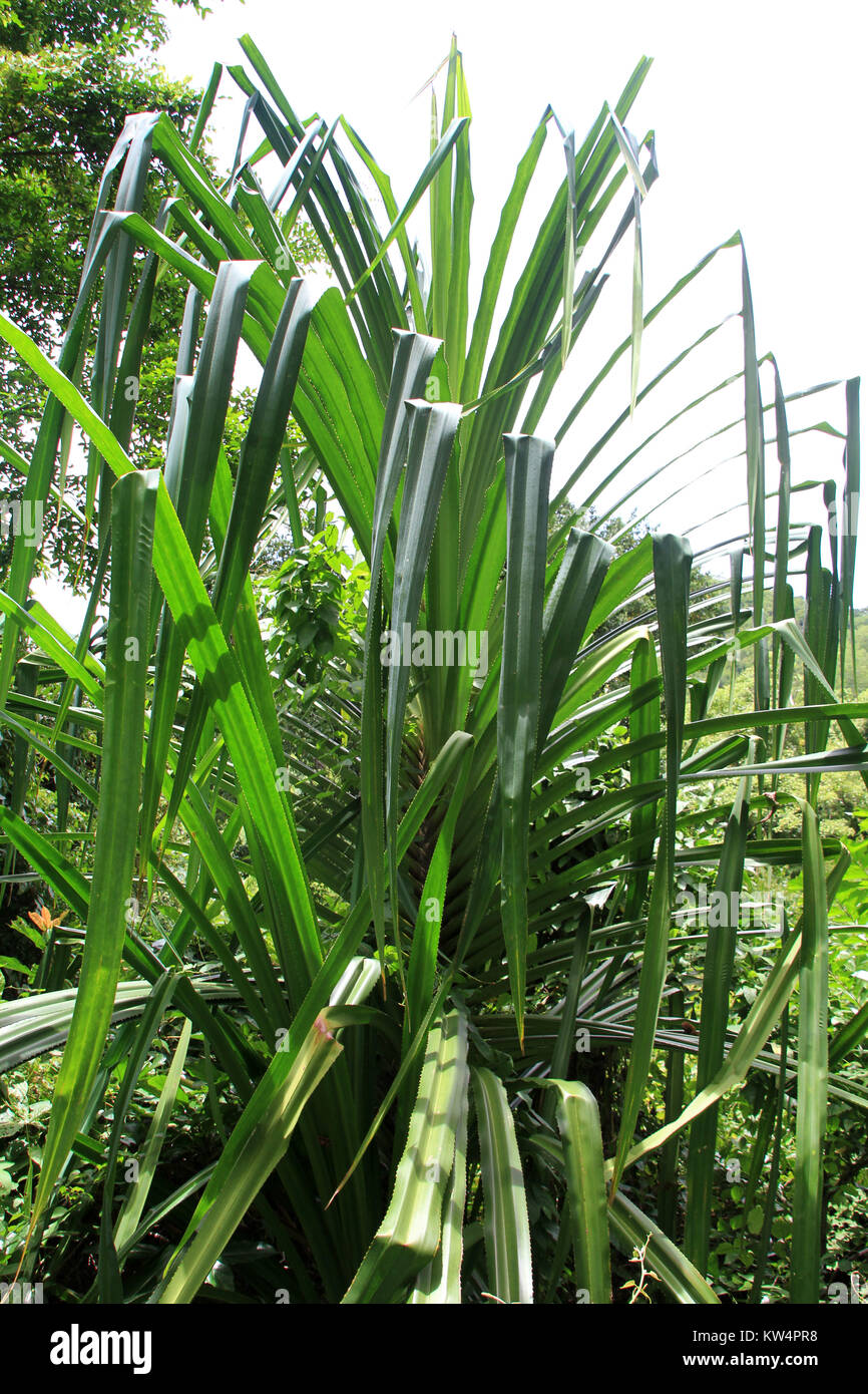 Green tropical grass with long leaves, Thailang Stock Photo - Alamy