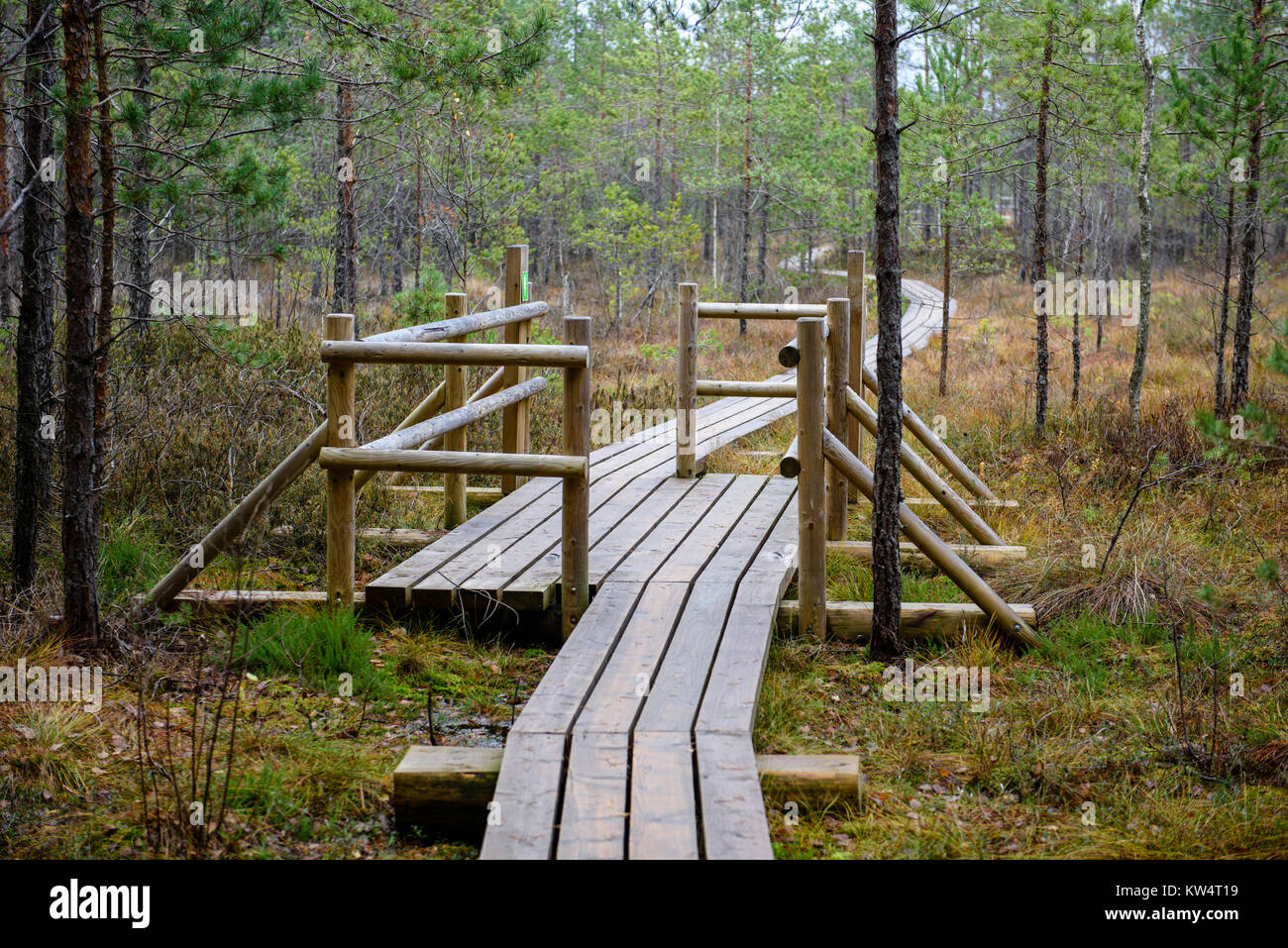 old wooden boardwalk covered with leaves in ancient forest with mossy ...