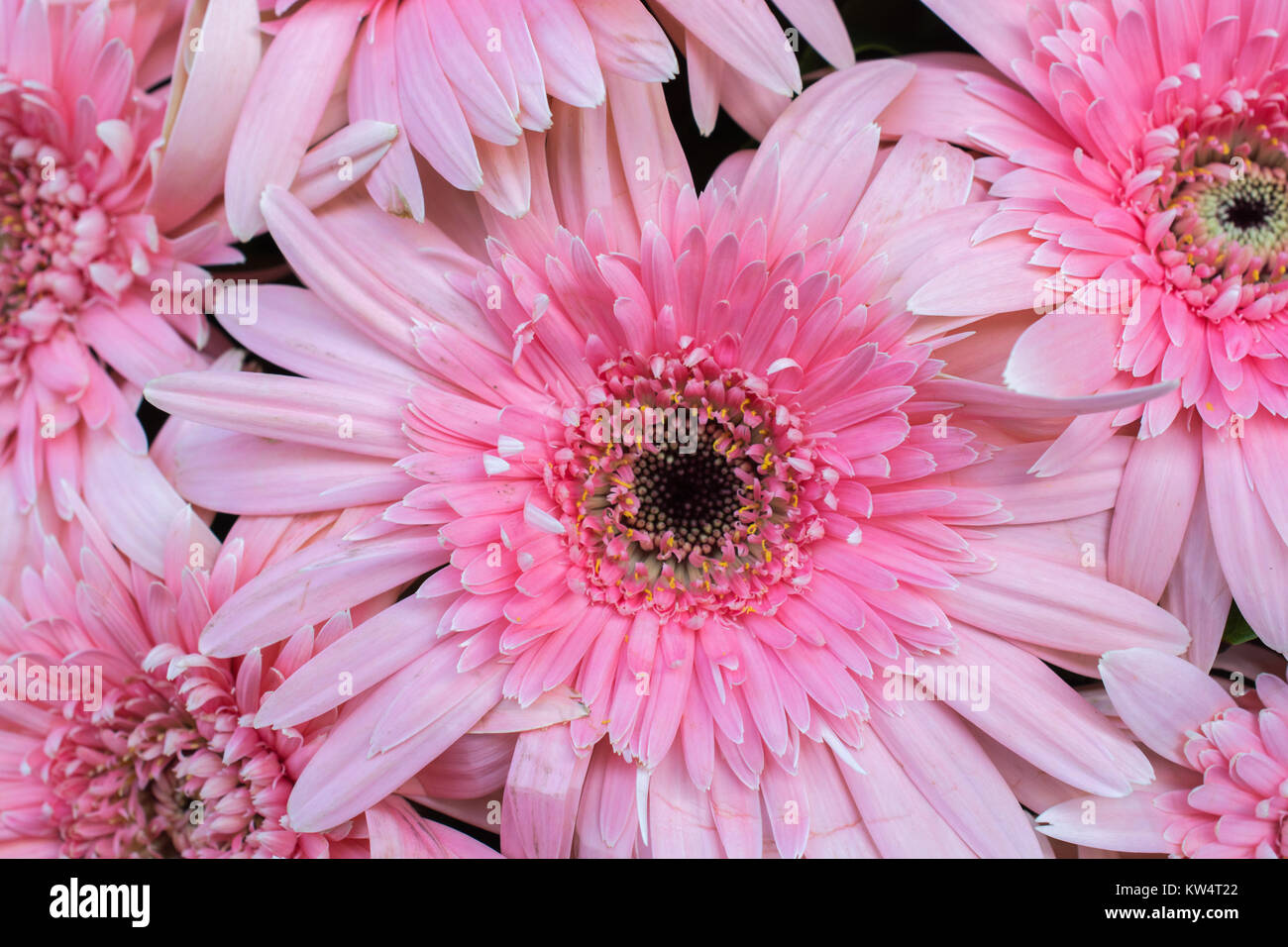 Beautiful fresh flowers as a background Stock Photo - Alamy
