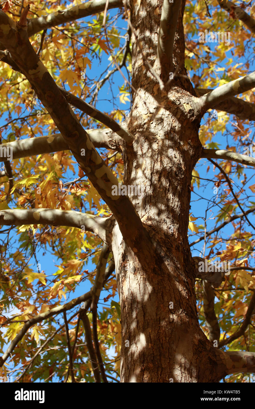 Sycamore seed falling hi-res stock photography and images - Alamy