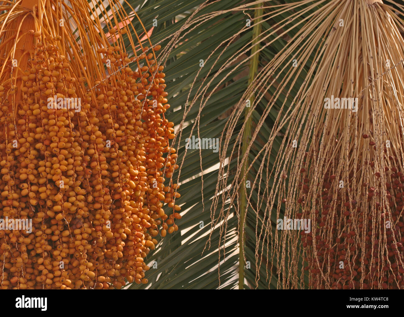 Close up dates growing hi-res stock photography and images - Alamy