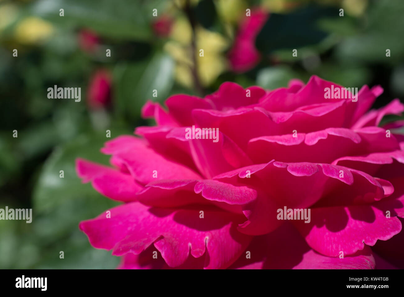 Beautiful colorful Rose Flower on garden background Stock Photo - Alamy