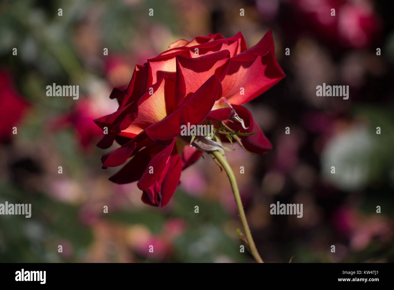 Beautiful colorful Rose Flower on garden background Stock Photo - Alamy