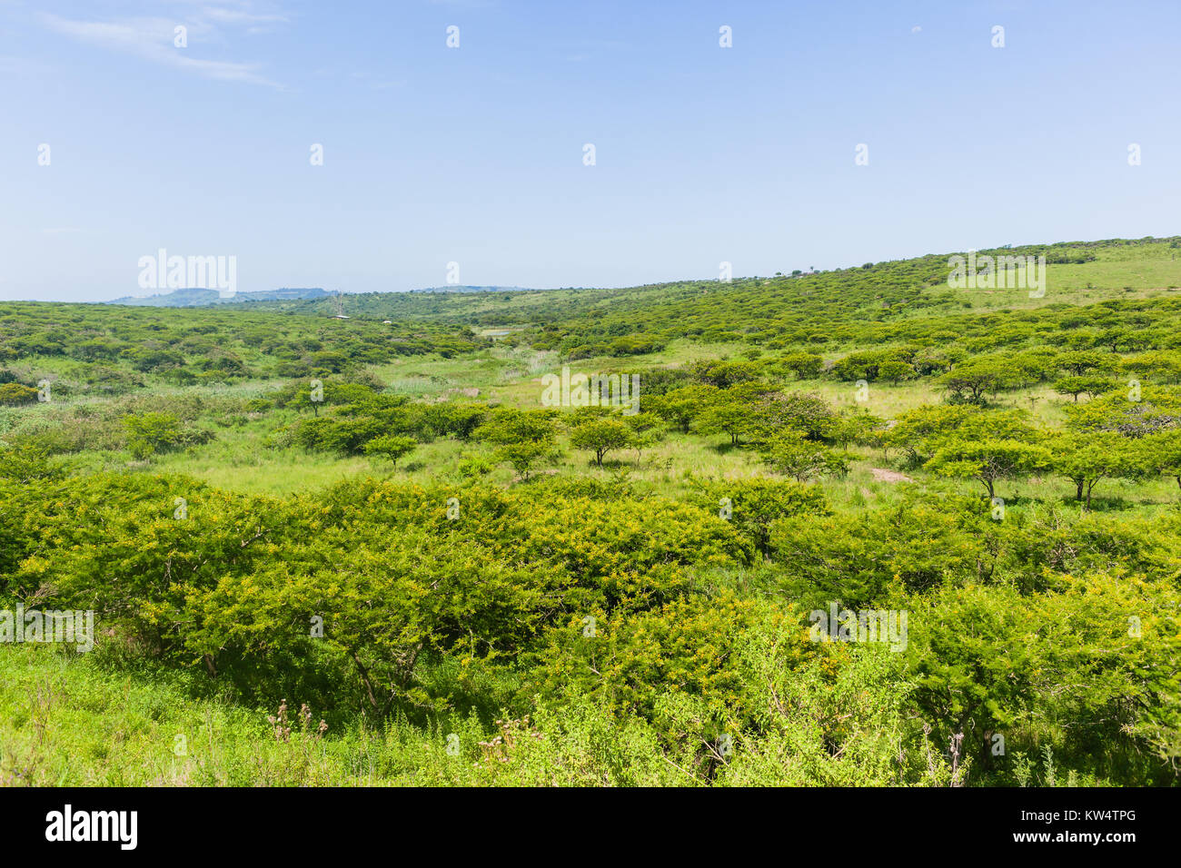 Wilderness wildlife terrain thick trees bush vegetation landscape photo ...