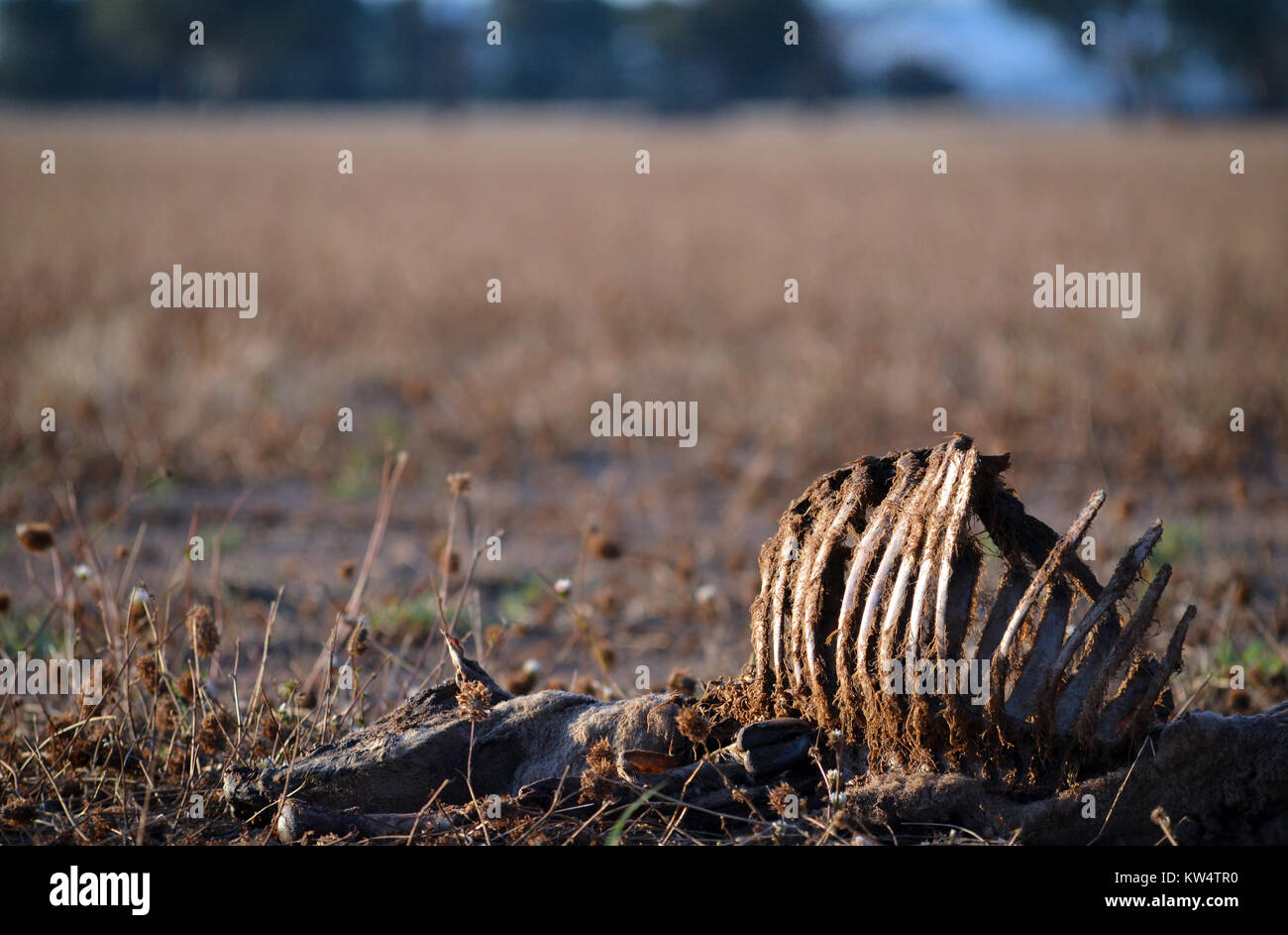 Dead sheep with rib cage exposed in dry field at sunset in summer in ...