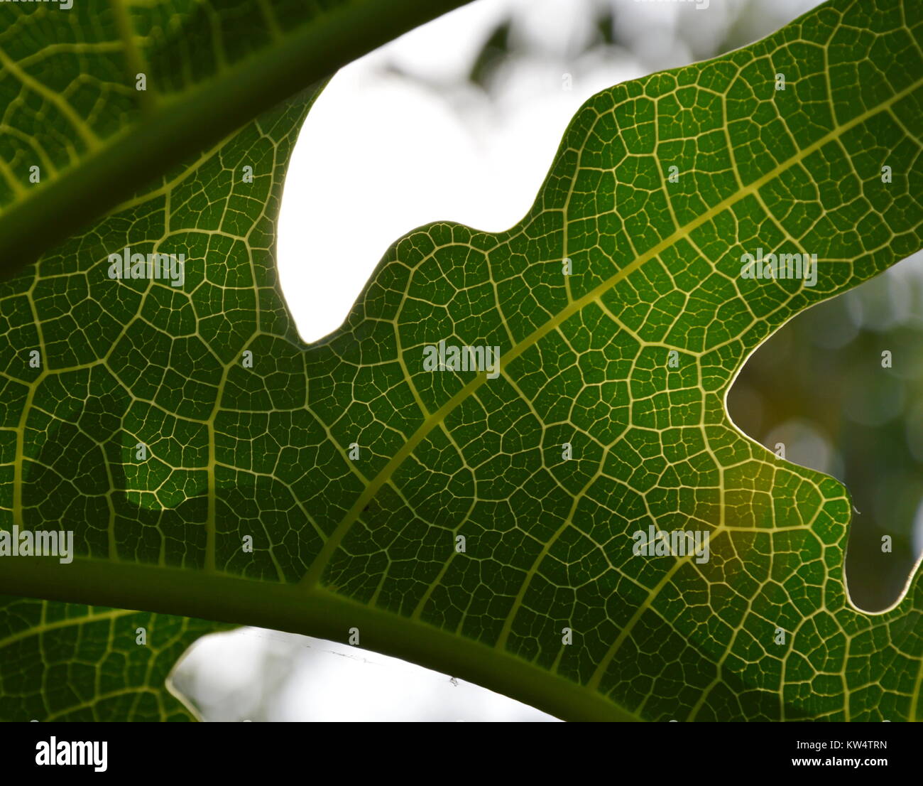 papaya leaf texture in garden Stock Photo - Alamy