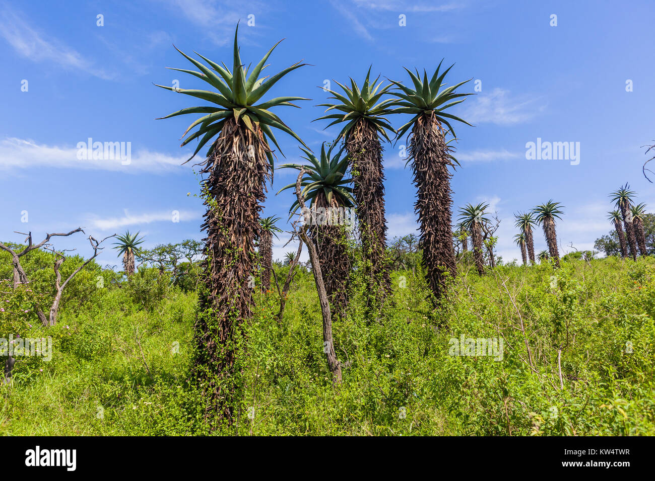 Thick Bush Stock Photos & Thick Bush Stock Images - Alamy