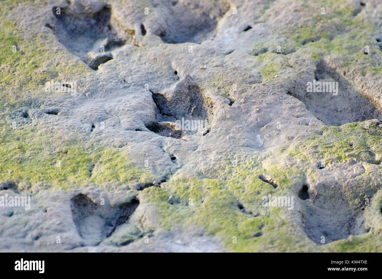 Bird footprints in the mud Stock Photo - Alamy