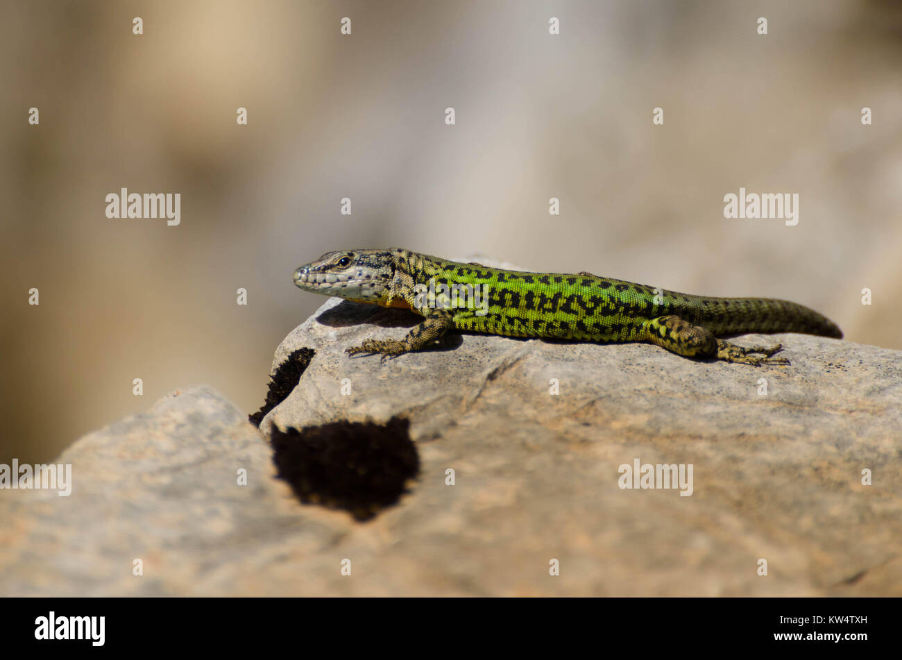 An Iberian wall lizard suns itself on a rock in Morocco Stock Photo - Alamy