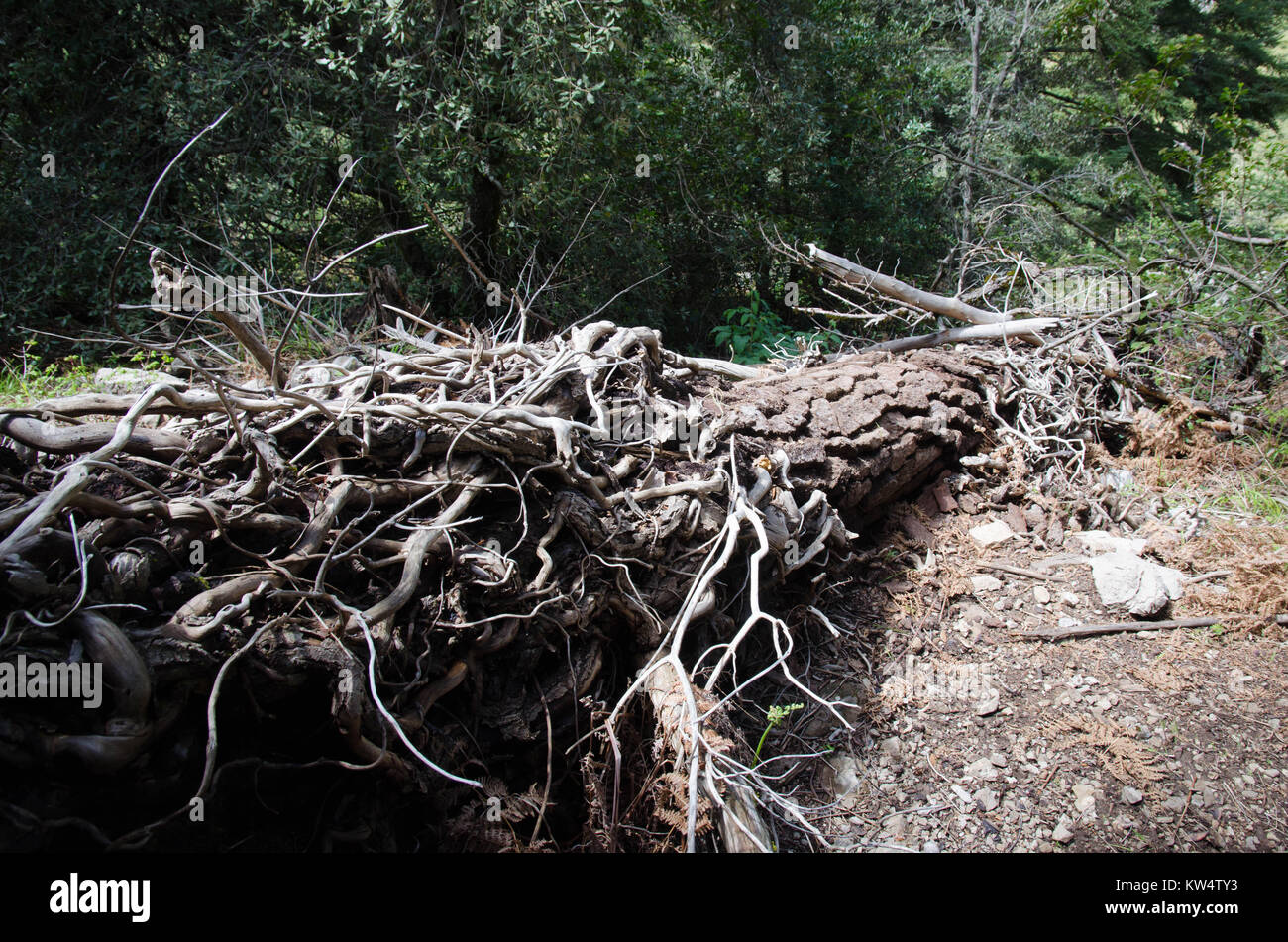 Fallen tree vines hi-res stock photography and images - Alamy