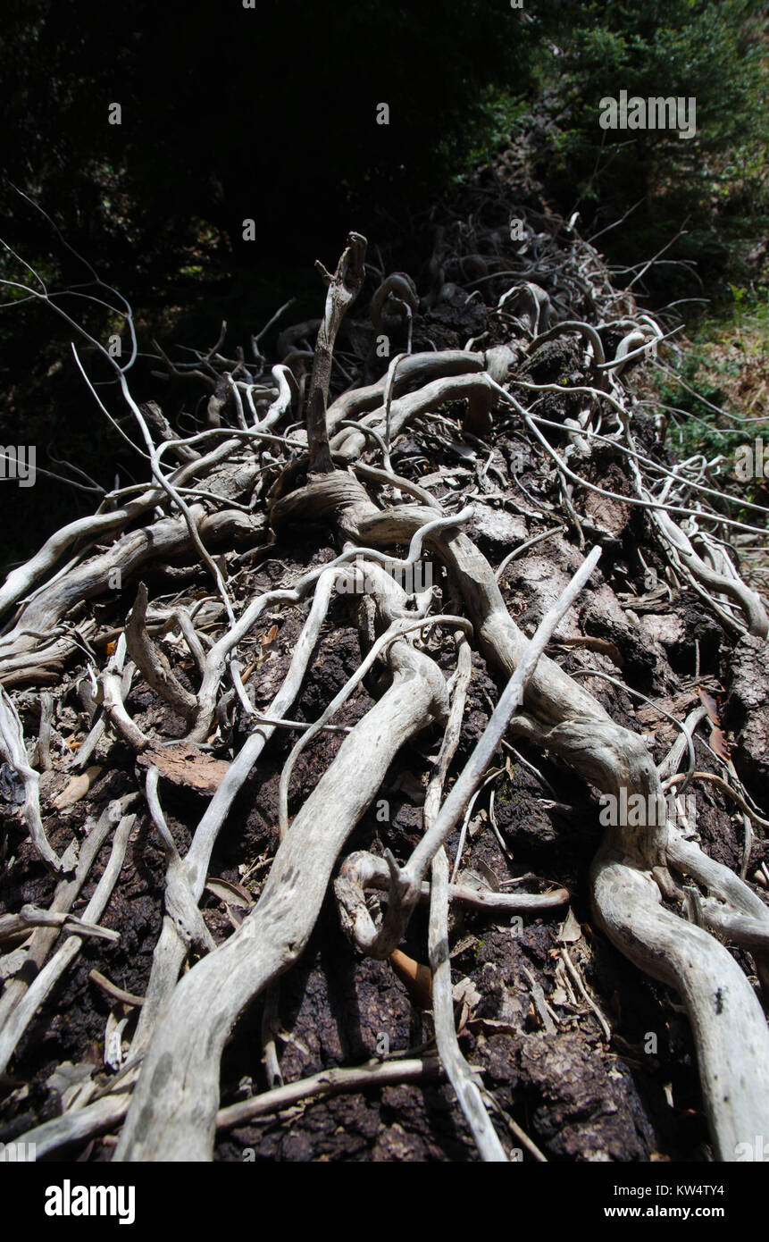 Entangled roots hi-res stock photography and images - Alamy