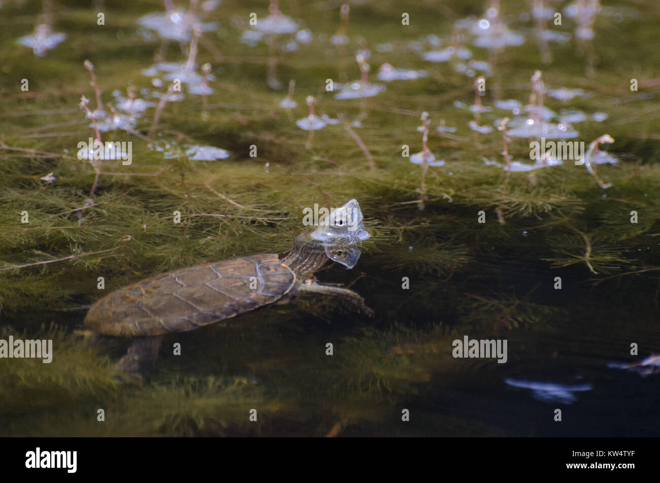 A turtle breaks the surface of its pond in Morocco Stock Photo - Alamy