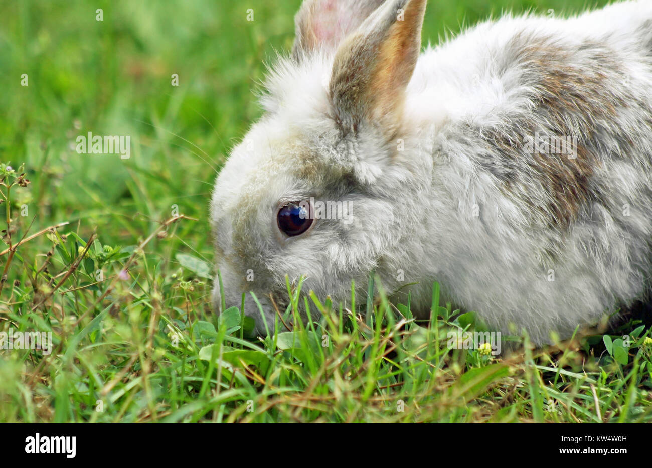 Cute bunny running free outside eating grass Stock Photo - Alamy