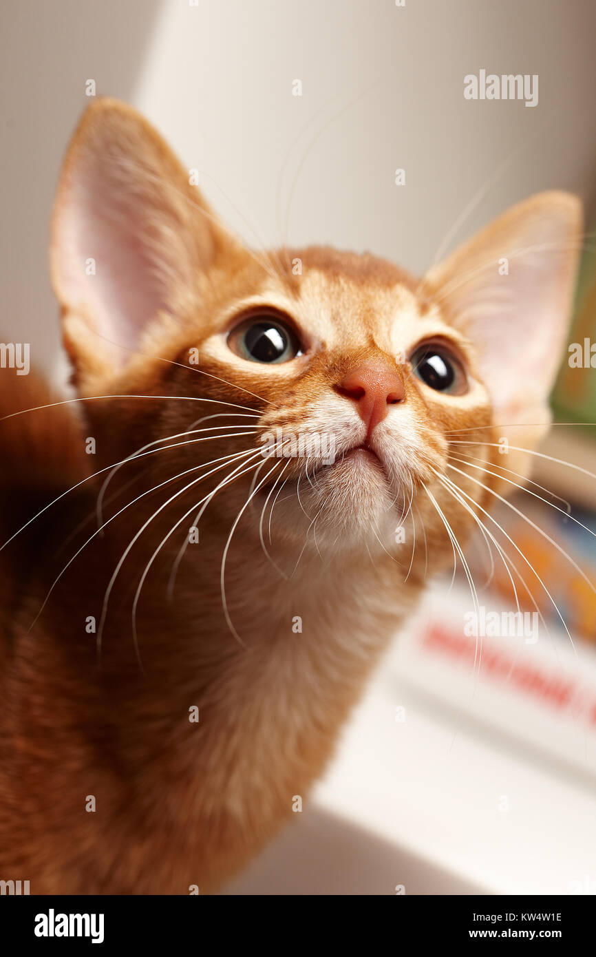 Cute little red cat Stock Photo - Alamy