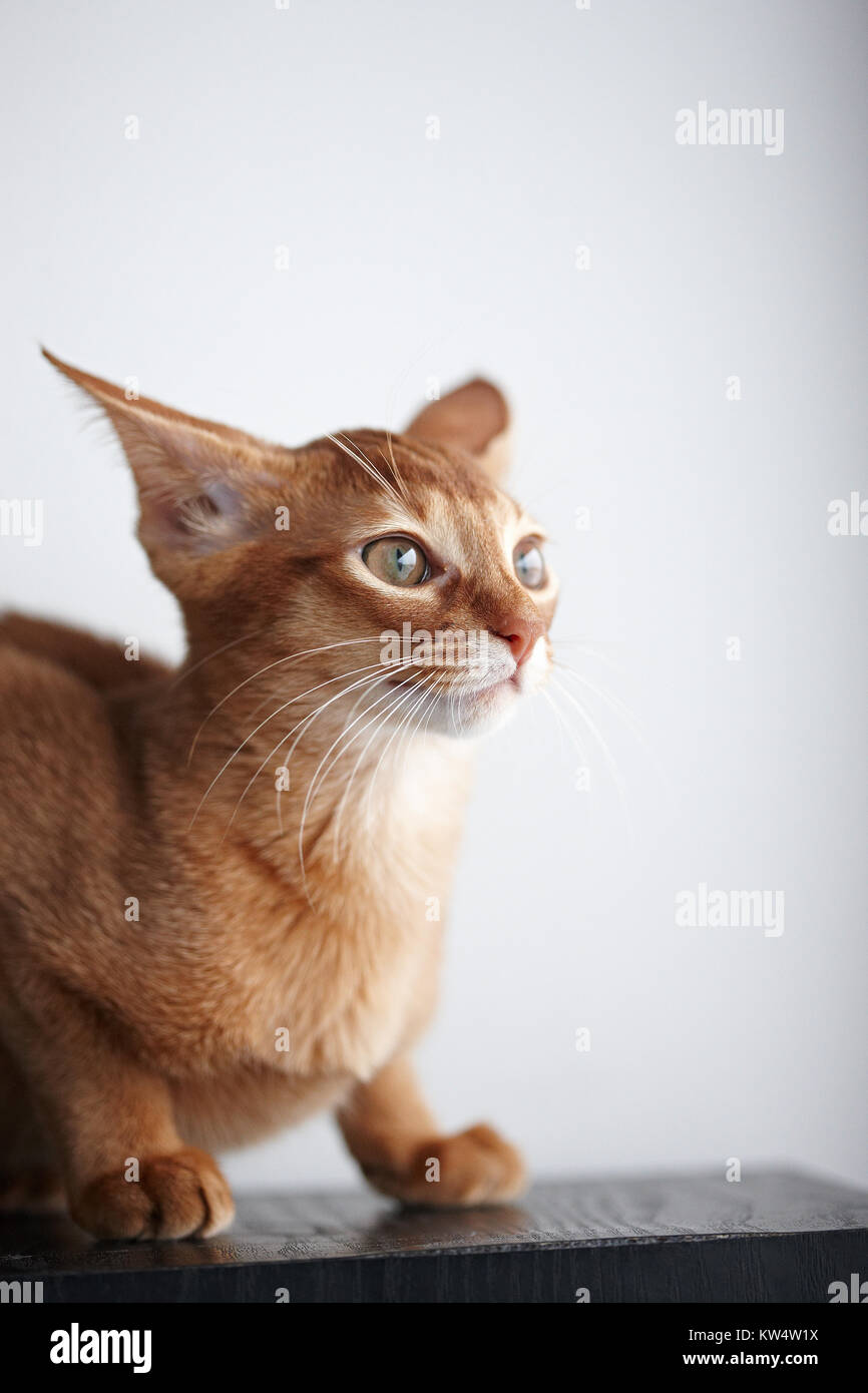 Playful cute little red cat Stock Photo - Alamy