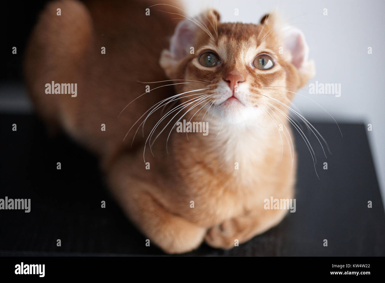 Portrait of red cat Stock Photo - Alamy