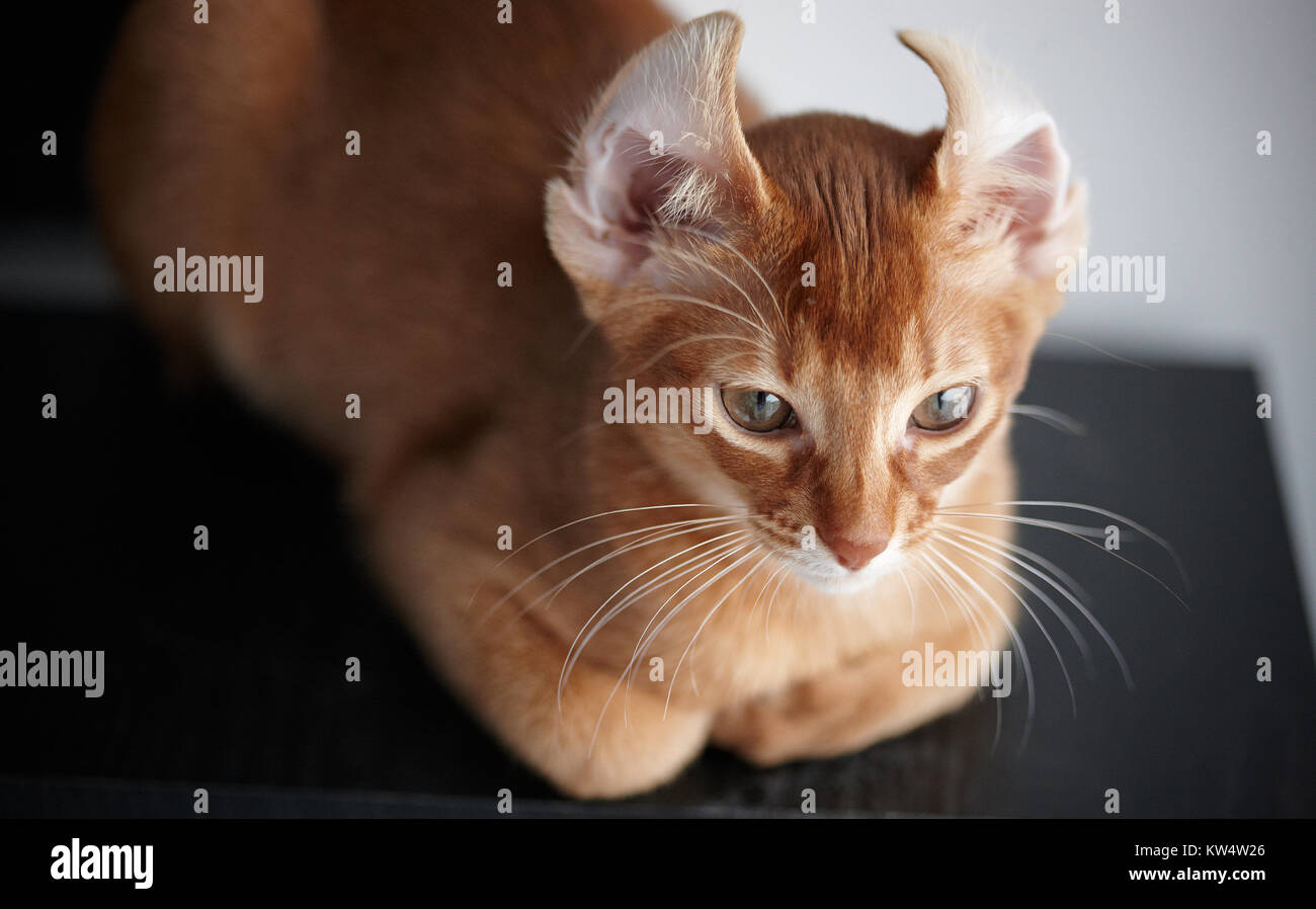 Playful cute little red cat Stock Photo - Alamy