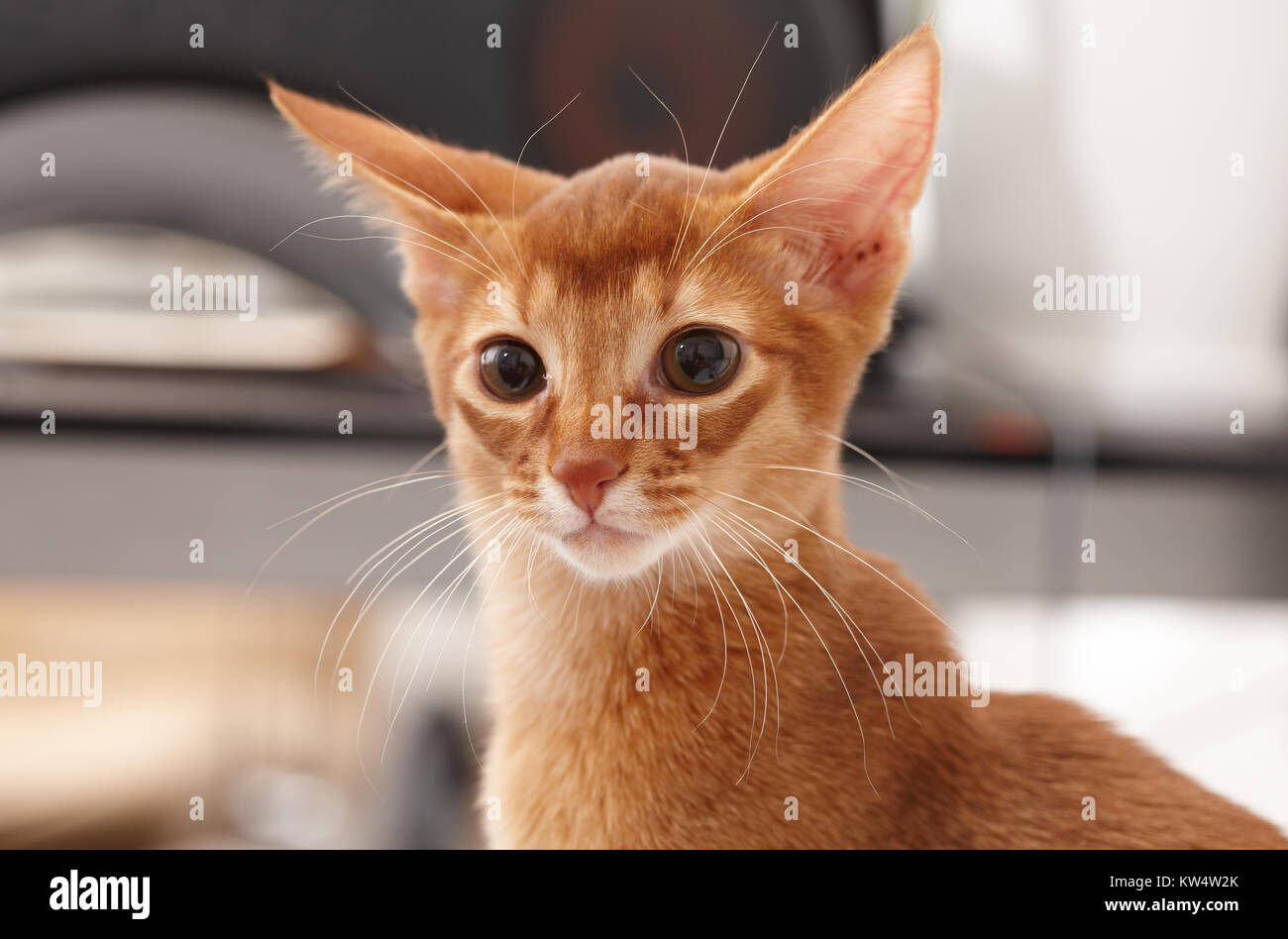 Playful cute little red cat Stock Photo - Alamy