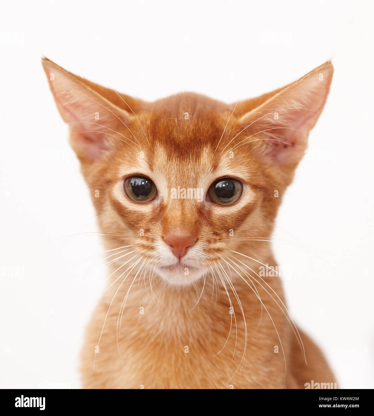 Cute little red cat Stock Photo - Alamy