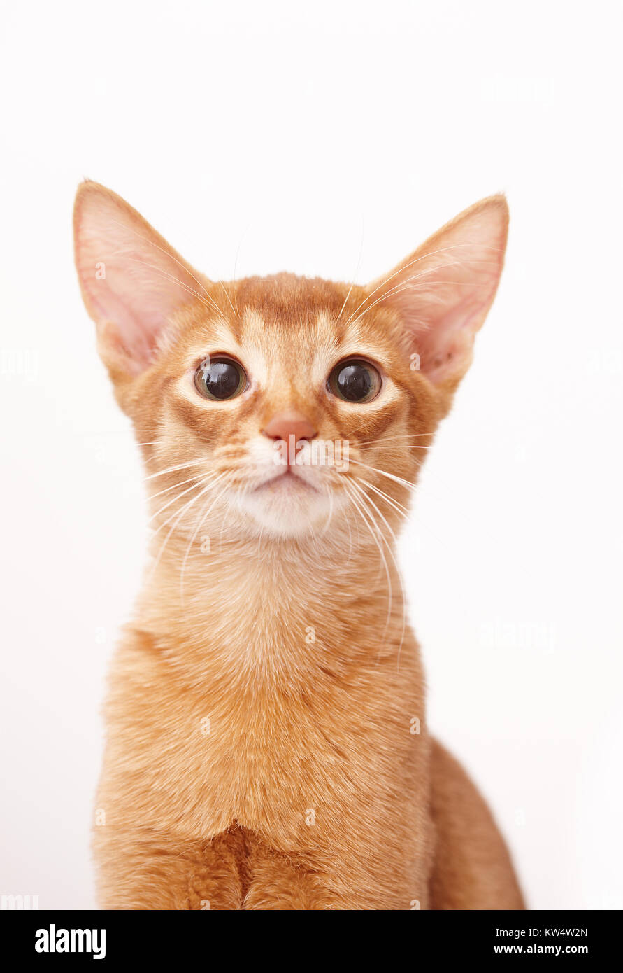 Playful cute little red cat Stock Photo - Alamy