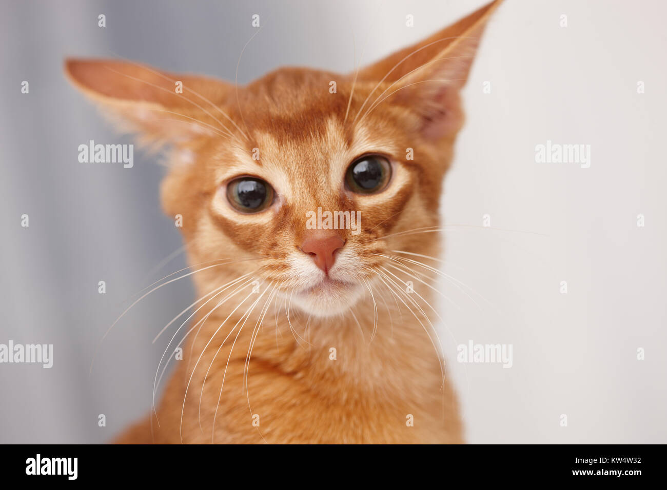 Playful cute little red cat Stock Photo - Alamy