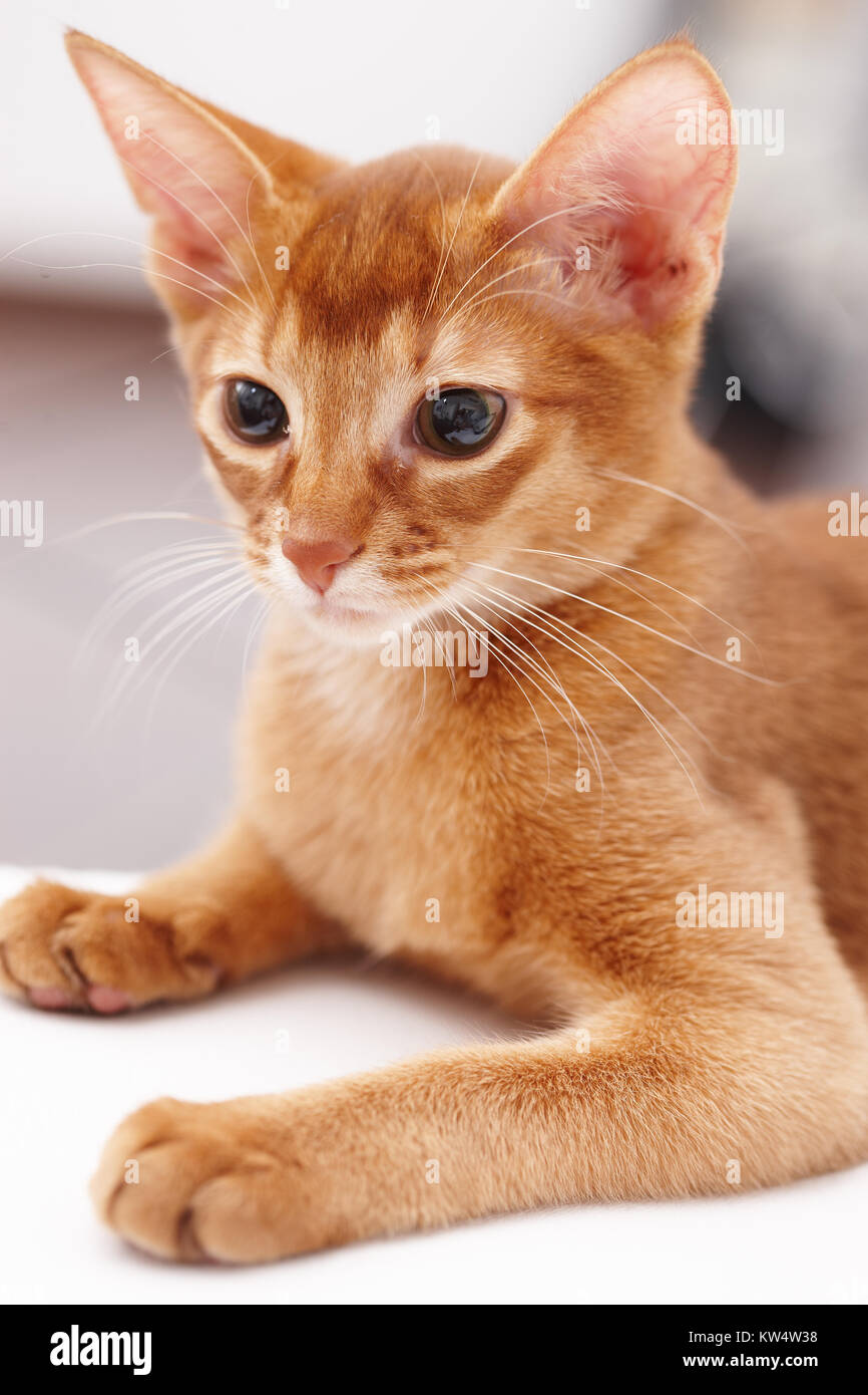 Cute little red cat Stock Photo - Alamy