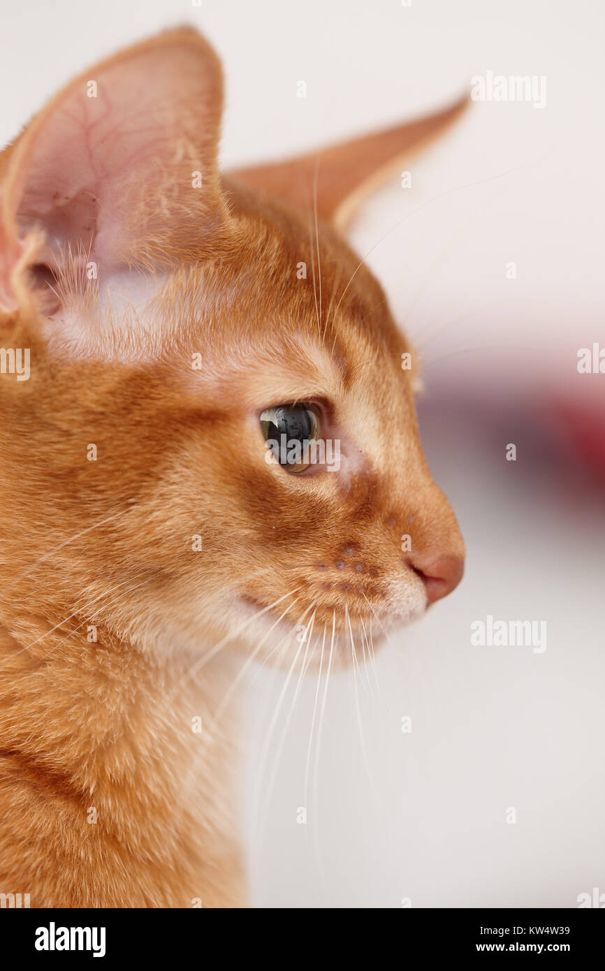 Playful cute little red cat Stock Photo - Alamy