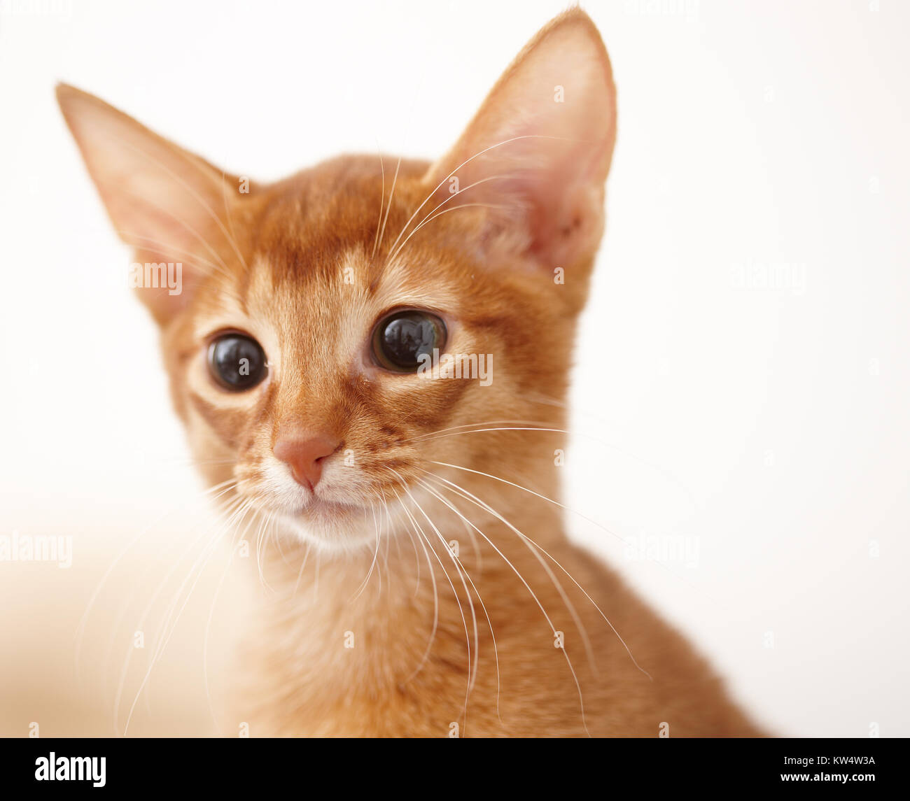 Playful cute little red cat Stock Photo - Alamy