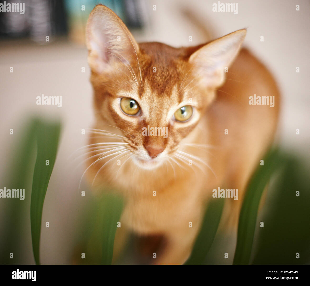 Playful cute little red cat Stock Photo - Alamy