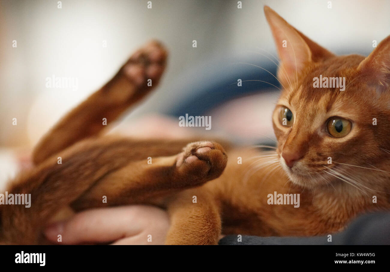 Cute little red cat Stock Photo - Alamy